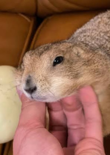 Find an Actor to Play Big ounce in The urban rescue ranch on myCast