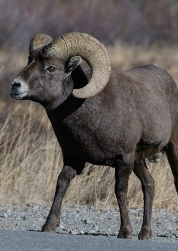 Bighorn Sheep Fan Casting for North American Animals (Gender reveal) | myCast - Fan Casting Your ...