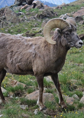 Bighorn Sheep Fan Casting for North American Animals (tv series) | myCast - Fan Casting Your ...