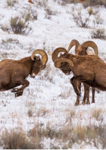 Bighorn sheep Fan Casting for Wildlife Conservation | myCast - Fan Casting Your Favorite Stories