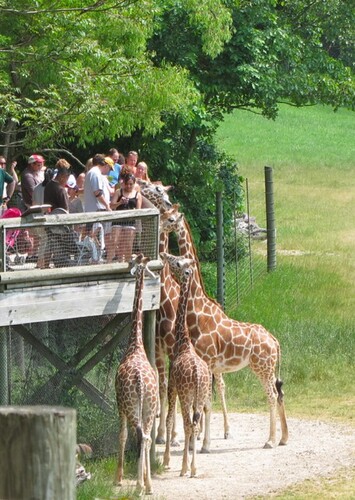 Fan Casting Blue Wildebeest as Binder Park Zoo in If this Animal ...