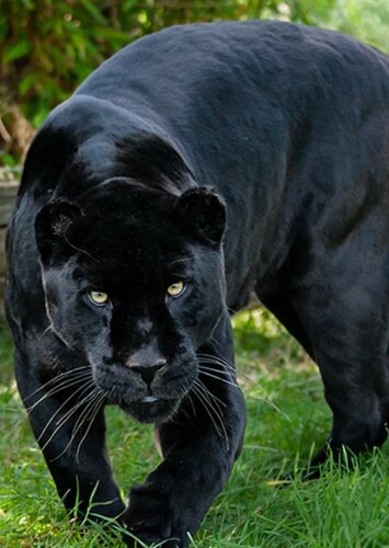 Black Panther Fan Casting for Zoo (tv series) | myCast - Fan Casting ...