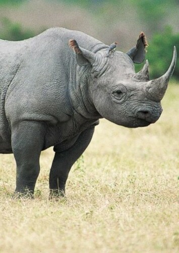 Nature (TV program) Fan Casting on myCast