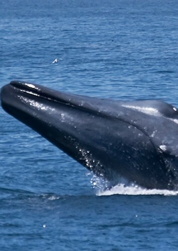 Blue Whale Fan Casting for Universal Pictures: This Wild Earth | myCast ...