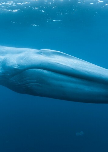 Blue Whale Fan Casting for BBC Earth: Wonderful World of Animals ...