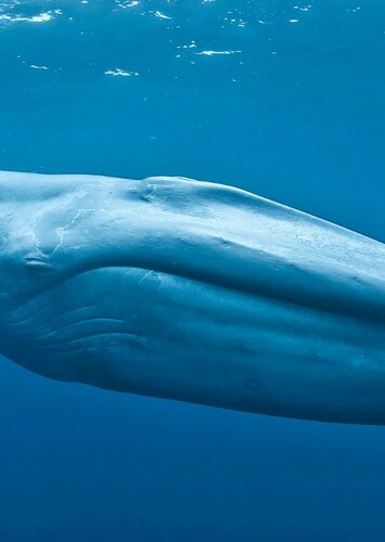 Blue Whale Fan Casting for Planet Earth II | myCast - Fan Casting Your ...
