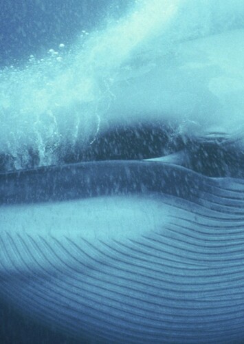 Blue Whale Fan Casting for This Wild Earth (Anthology FIlm) | myCast ...
