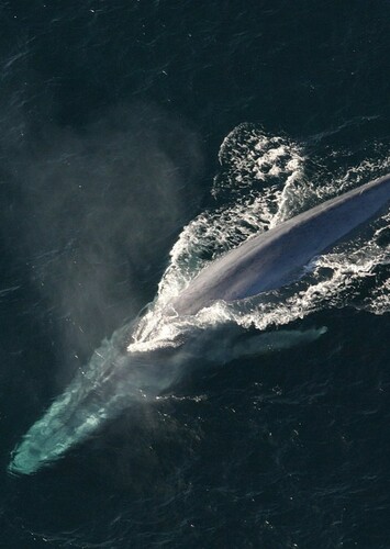 Blue Whale Fan Casting for Wildlife Worldwide (PBS Nature Series ...