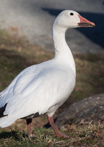 Boris Fan Casting for Balto (live action) | myCast - Fan Casting Your ...