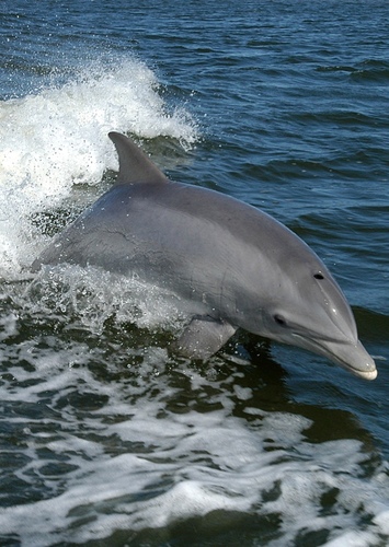 Bottlenose Dolphin Fan Casting for Gator Country the Series | myCast - Fan Casting Your Favorite ...