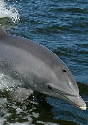 Bottlenose Dolphin Fan Casting for Atlas of the Natural World (My Fan Casting) | myCast - Fan ...
