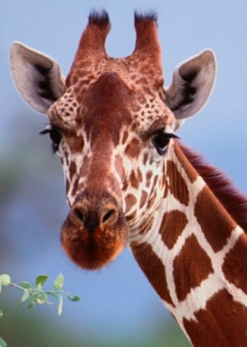 Bridget Fan Casting for The Wild (2026) | myCast - Fan Casting Your Favorite Stories