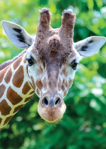 Bridget Fan Casting for The Wild (2026) | myCast - Fan Casting Your Favorite Stories