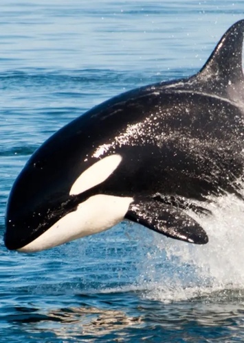 Bridget Fan Casting for Finding Dory (2026) | myCast - Fan Casting Your Favorite Stories