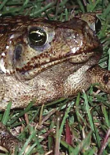 Bufo the Toad Fan Casting for Animal Crew | myCast - Fan Casting Your Favorite Stories