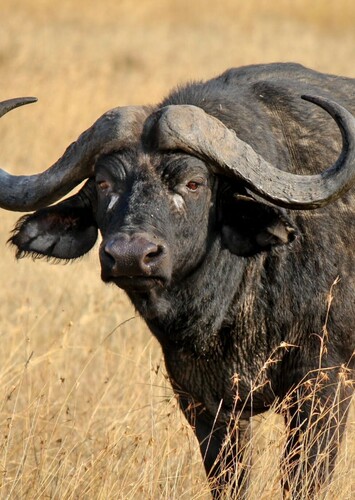 The Fascinating World of Animals (TV Series) Fan Casting on myCast