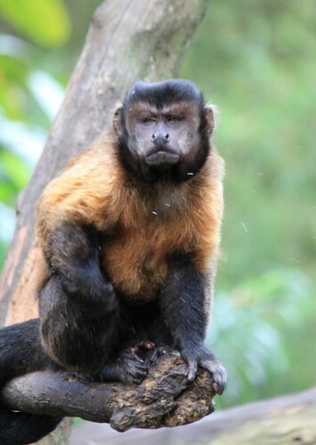 Find an Actor to Play Capuchin Monkey in PBS Nature on myCast