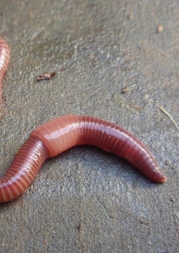 National Geographic's A Real Bug’s Life Fan Casting on myCast