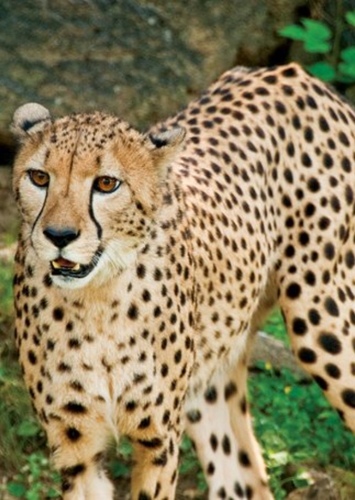 Cheetah Fan Casting For Africa Mycast Fan Casting Your Favorite Stories