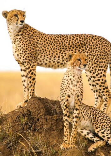 Cheetah Fan Casting for Wild Horizons: Exploring the Untamed Beauty of ...