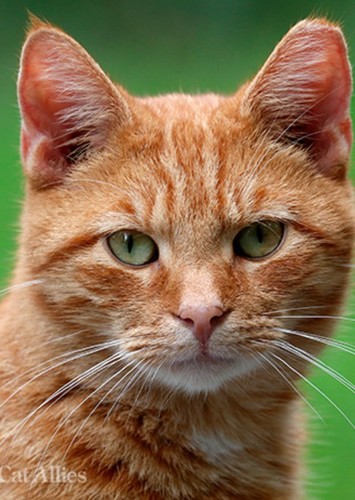 Chelsea the Cat Fan Casting for Animal kingdom the series (original ...