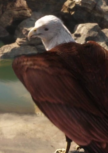 Find an Actor to Play Chil in The Jungle Book: The Boy of Two Worlds ...