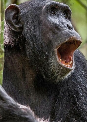 Animals of the World Fan Casting on myCast