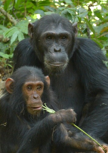PBS Nature Fan Casting on myCast