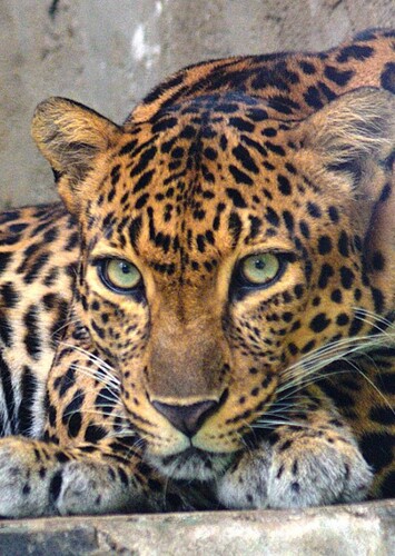 Chinese Leopard Fan Casting for The World of Animals | myCast - Fan ...