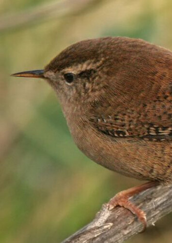 Chip Fan Casting for The Little Engine That Could (1991 Live Action ...