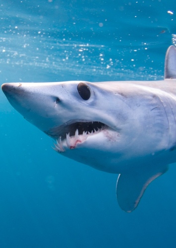 Mako Shark on myCast - Fan Casting Your Favorite Stories