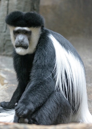 Cody the Colobus Monkey Fan Casting for Animal Crew | myCast - Fan ...