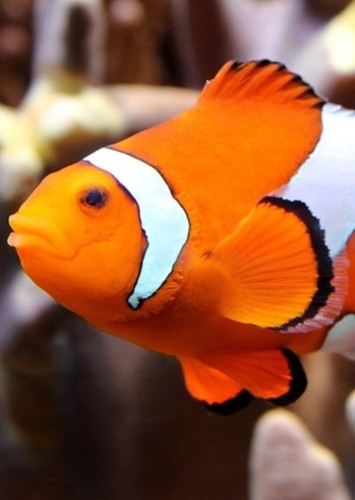 Coral Fan Casting for Finding Nemo (2027) | myCast - Fan Casting Your ...