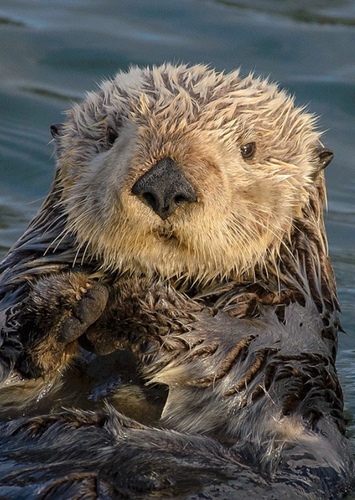 Craig the Sea Otter Fan Casting for SeaWorld: The Movie (2024) | myCast ...