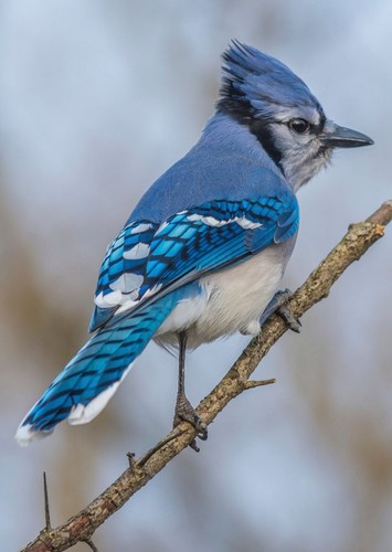 Danny The Blue Jay Fan Casting for The North American Animals Show ...