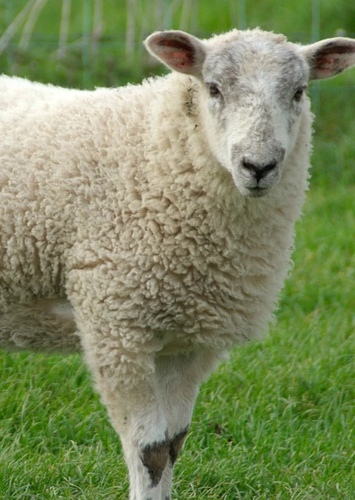 Fan Casting Aubrey Plaza as Dawn Bellwether in Zootopia (2026) on myCast