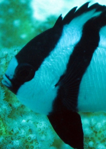 Deb/Flo Fan Casting for Finding Nemo (2023) | myCast - Fan Casting Your ...