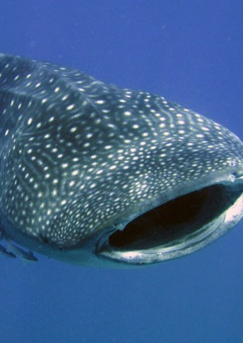 Destiny Fan Casting For Finding Dory Remake Mycast Fan Casting Your