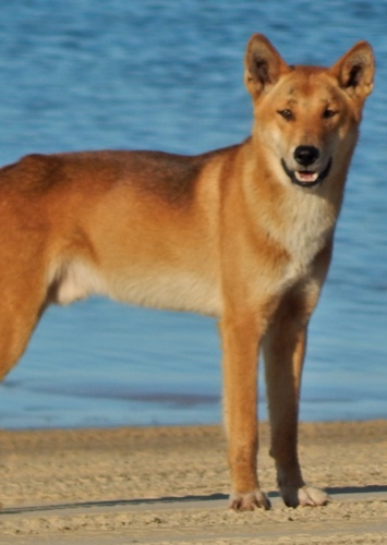 Diana the Dingo Fan Casting for Animal kingdom the series | myCast ...