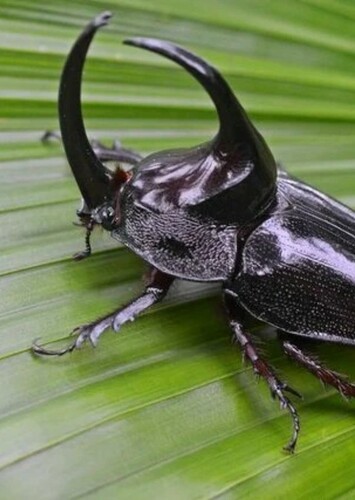 Dim Fan Casting for Disney A Bug's Life Live Action | myCast - Fan ...