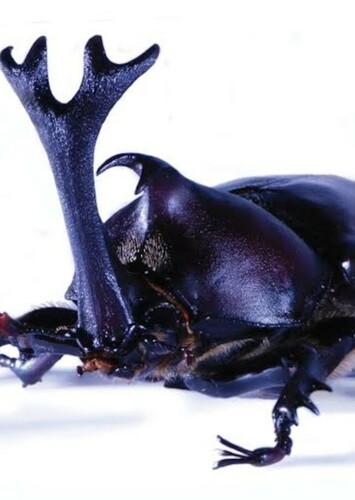 National Geographic's A Real Bug’s Life Fan Casting on myCast