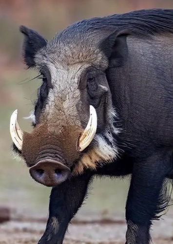 Dobson Fan Casting for Ice Age: Continental Drift (2032) | myCast - Fan ...