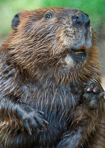 Donald the Beaver Fan Casting for Animal Kingdom | myCast - Fan Casting ...