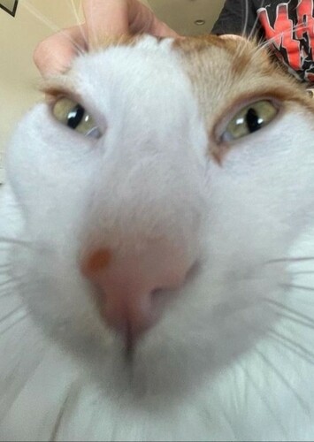 Doobis Fan Casting for Silly Cats | myCast - Fan Casting Your Favorite Stories