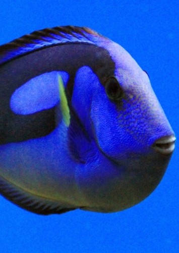 Dory Fan Casting for Finding Nemo Live Action 2037 | myCast - Fan ...