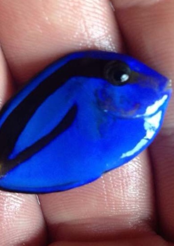 Sloane Murray Fan Casting