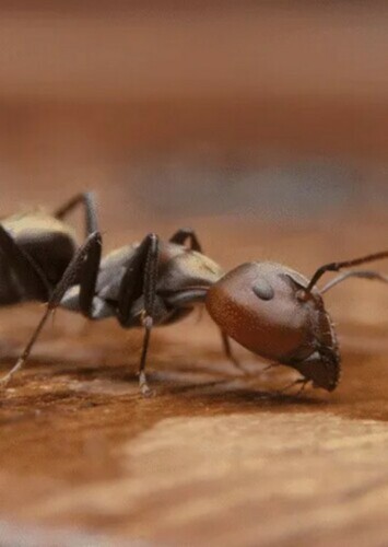 Dr. Flora Fan Casting for Disney A Bug's Life Live Action | myCast - Fan Casting Your Favorite ...