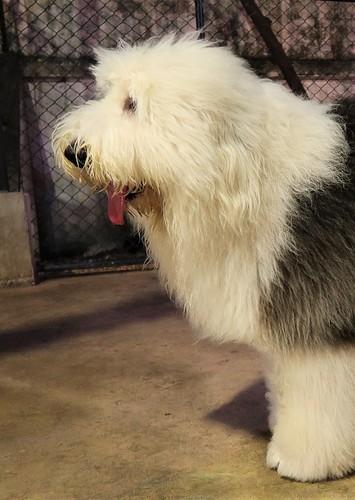 Duke Fan Casting for Barnyard Live Action | myCast - Fan Casting Your ...