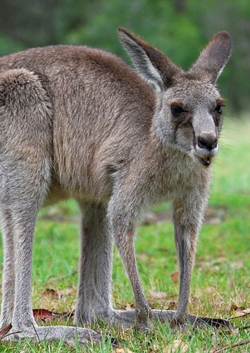 Find an Actor to Play Duke in The Wild (2026) on myCast