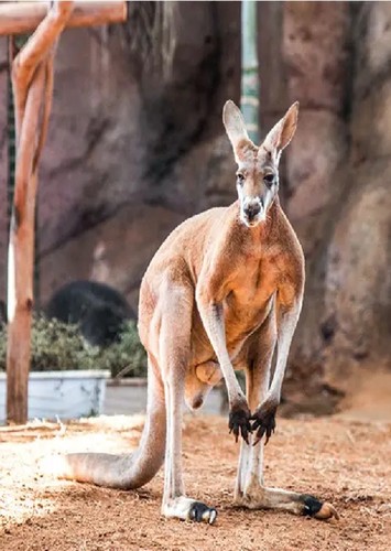 Miles Marsico Fan Casting